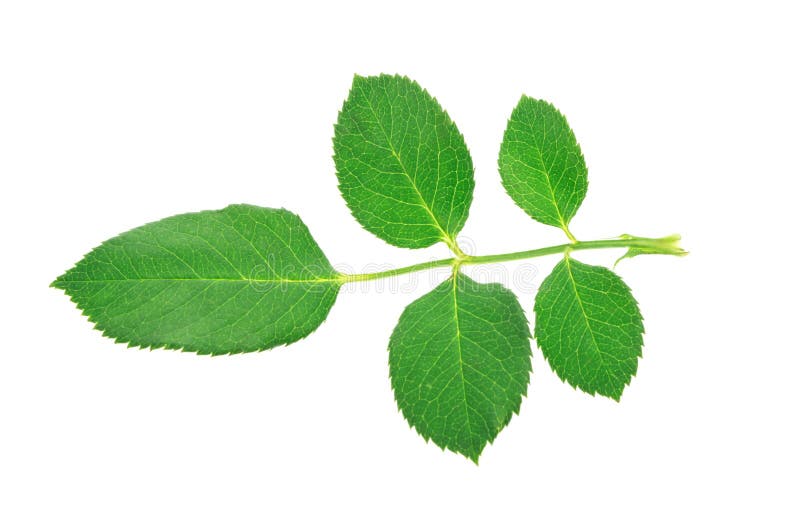 Folhas De Rosa Isoladas No Fundo Branco Foto de Stock - Imagem de ...