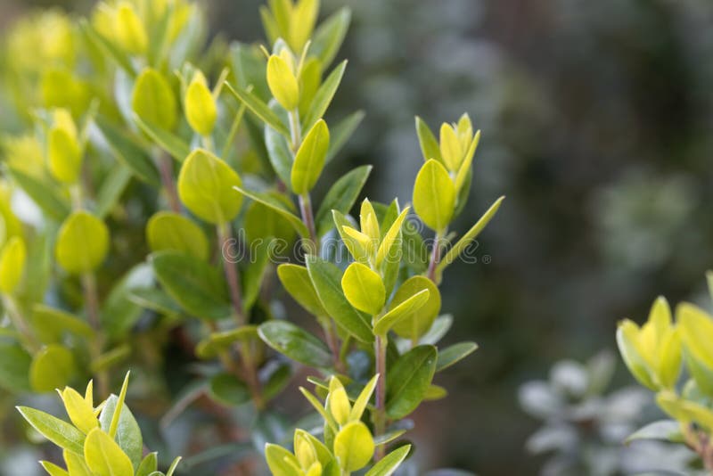 Folhas De Uma Murta Comum, Myrtus Communis Imagem de Stock - Imagem de ...