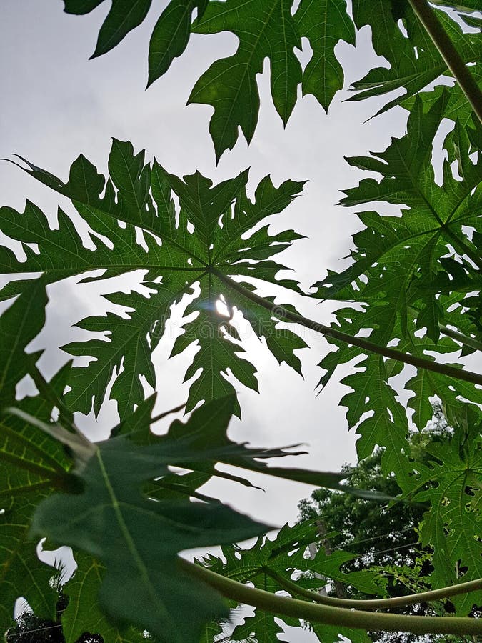 Folhas De Uma Planta De Mamão Com Fundo Azul Imagem de Stock - Imagem ...