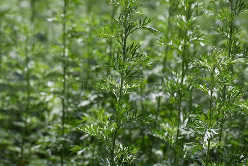 Folhas do absinto imagem de stock. Imagem de folhas, macro - 73291783