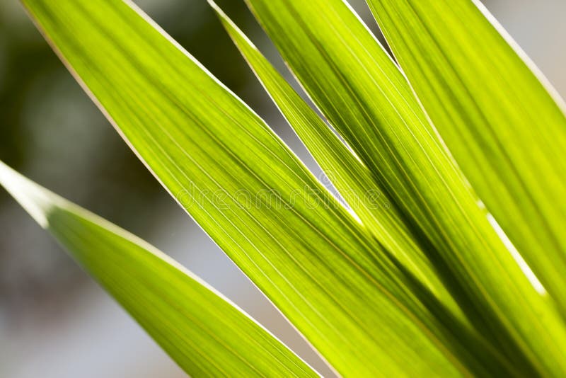 Folhas do milho imagem de stock. Imagem de fundo, frescor - 7516757