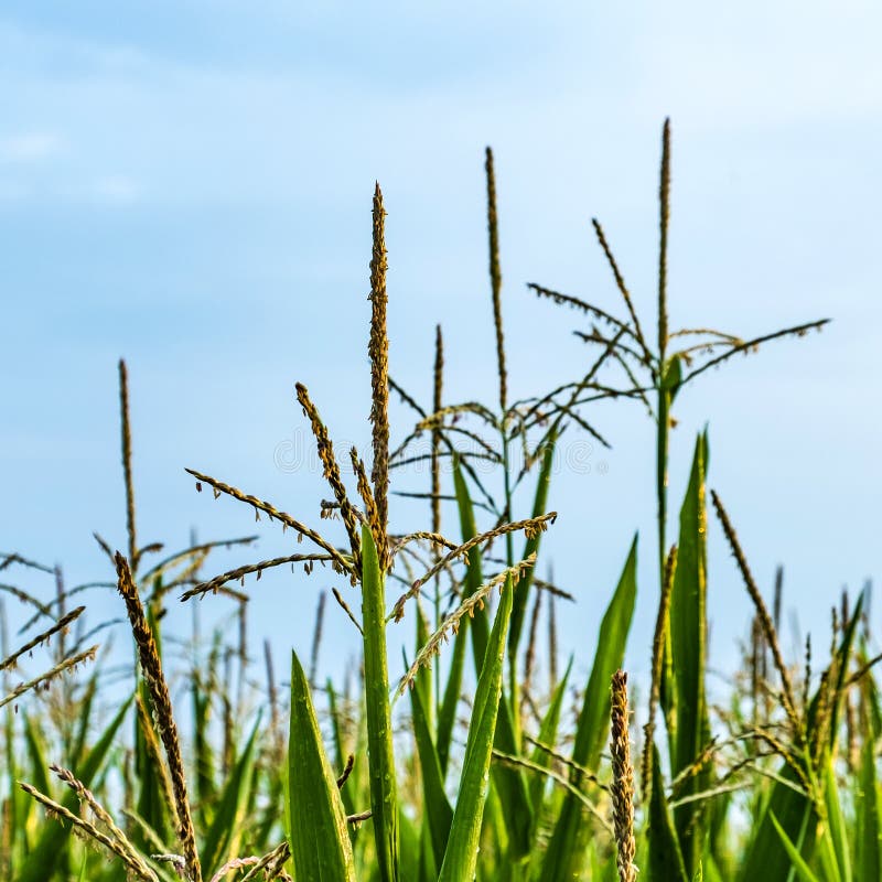 Folhas Do Milho Indiano Em Detalhe Com Gotas De Orvalho Foto de Stock ...