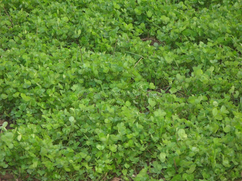 Folhas e orvalho do trevo imagem de stock. Imagem de erva - 85157957