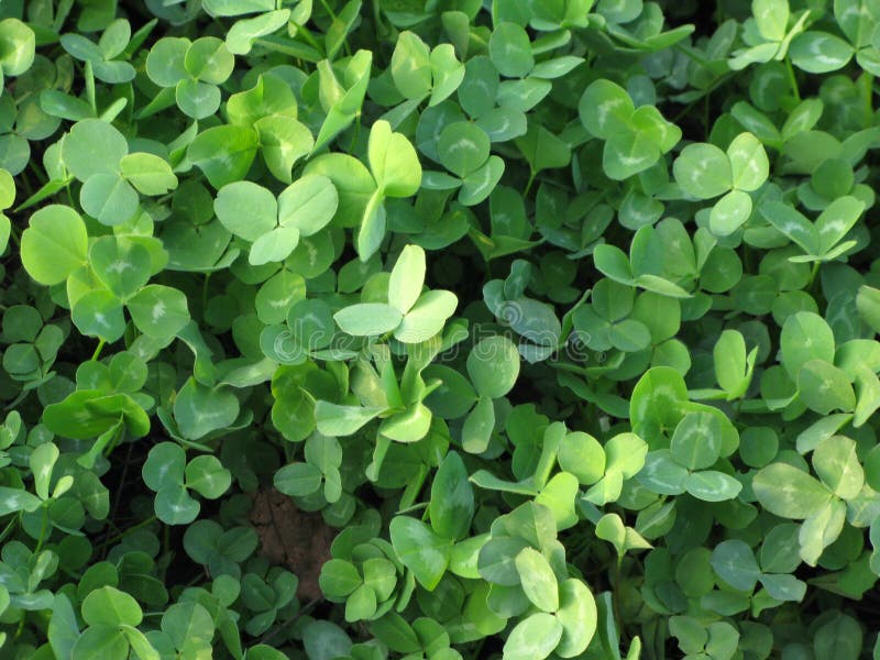 Folhas e orvalho do trevo imagem de stock. Imagem de erva - 85157957