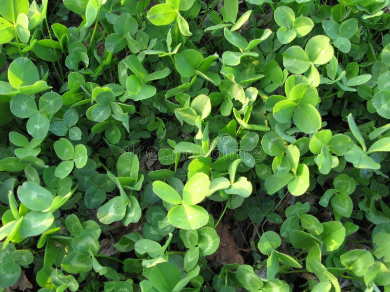 Folhas e orvalho do trevo imagem de stock. Imagem de erva - 85157957
