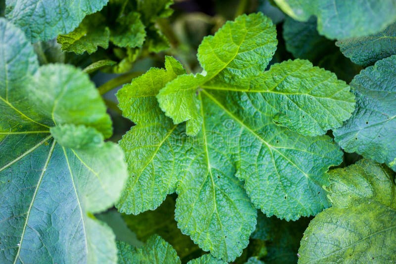 Folhas do verde do malva foto de stock. Imagem de macro - 86353098