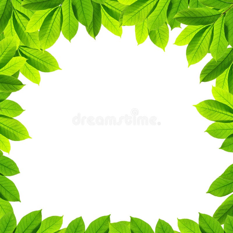 Folhas Do Verde No Fundo Branco Foto de Stock - Imagem de folha ...