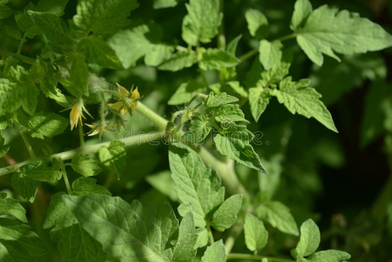 Folhas E Flores De Tomateiro Foto de Stock - Imagem de folha, planta ...
