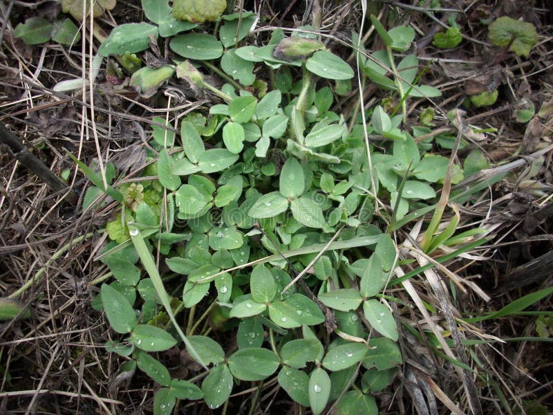 Folhas e orvalho do trevo imagem de stock. Imagem de erva - 85157957