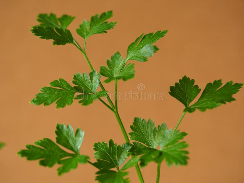 Folhas Lisas Da Salsa Da Folha Contra Um Fundo Marrom Foto de Stock ...