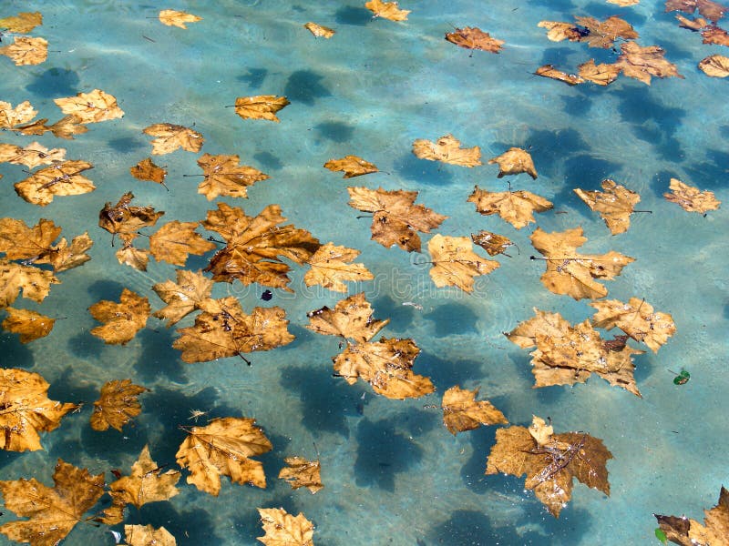 Folhas na água foto de stock. Imagem de lagoa, sombra - 1123308