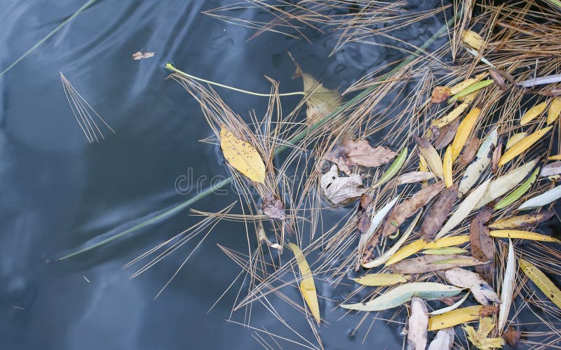 Folhas Que Flutuam Em Um Lago Imagem de Stock - Imagem de naughty ...