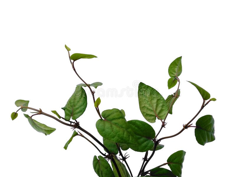 Folhas Retrofractum Ou Folha De Pimenta-de-java Em Fundo Branco. Foto ...