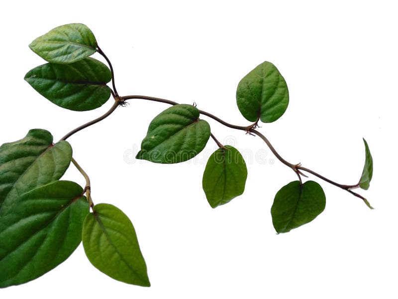 Folhas Retrofractum Ou Folha De Pimenta-de-java Em Fundo Branco. Foto ...