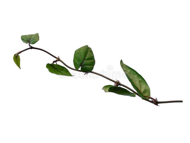 Folhas Retrofractum Ou Folha De Pimenta-de-java Em Fundo Branco. Foto ...