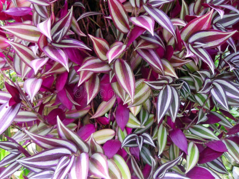 Planta roxa imagem de stock. Imagem de colorido, folhas - 7905065