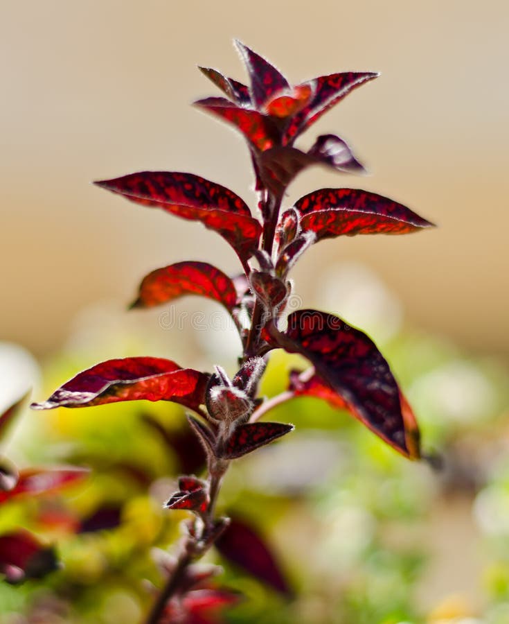 Folhas vermelhas da planta imagem de stock. Imagem de dezembro - 47153595