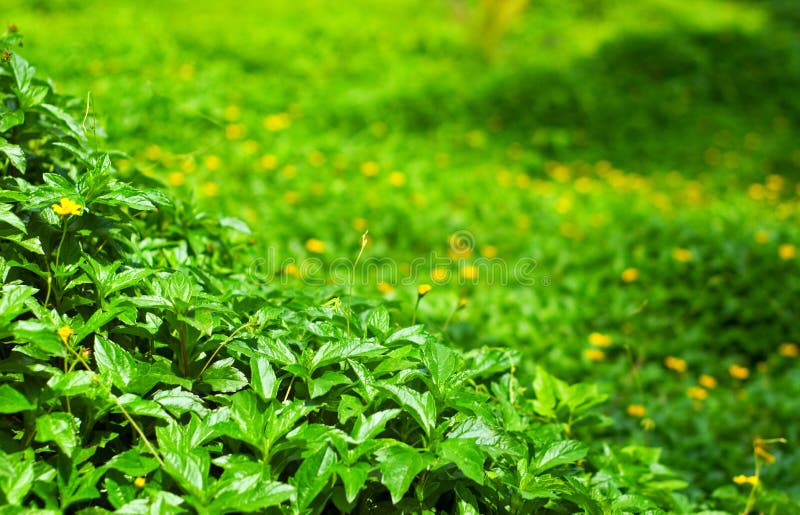 Foliage stock photo. Image of saturated, spring, summer - 14960980