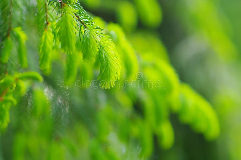 Ferns stock image. Image of foliage, forest, flora, natural - 30544597