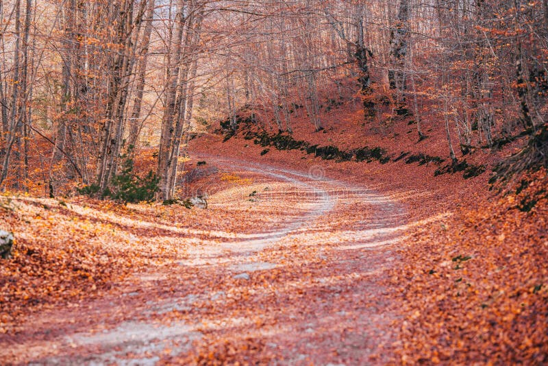 Foliage at Abruzzo National Park, Italy Stock Photo - Image of trees ...