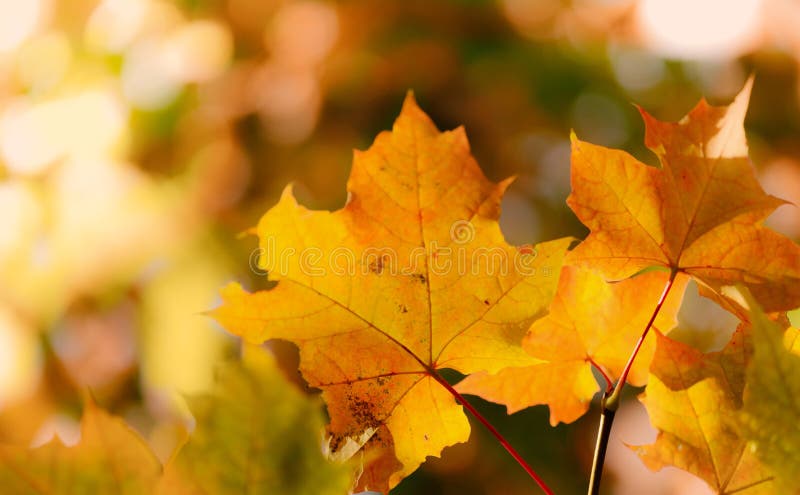 Maple Branch with Fall Leaves Stock Image - Image of colored, branch ...