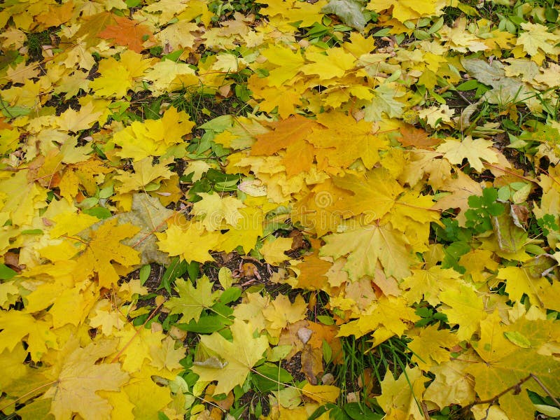 Foliage. Yellow Green Autumn Leaves on the Ground Stock Image - Image ...