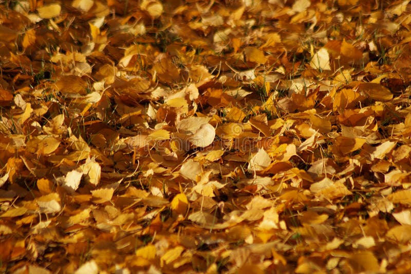 Autumn Foliage on the Ground Stock Image - Image of environment, color ...