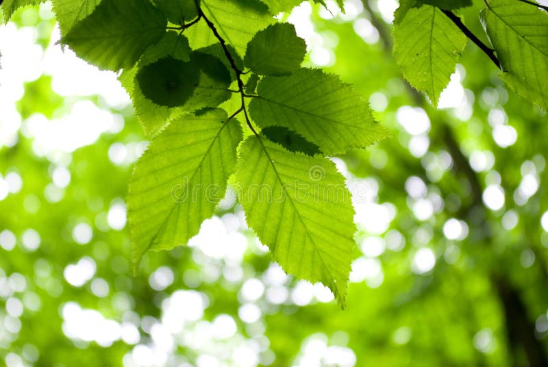 Foliage background stock photo. Image of plants, summer - 5252314