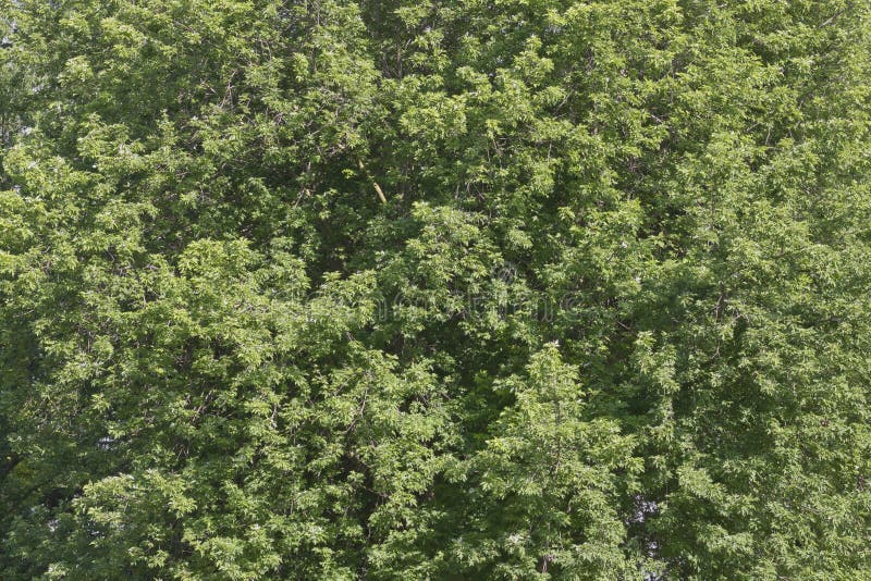 Foliage background stock photo. Image of floral, flora - 58170384