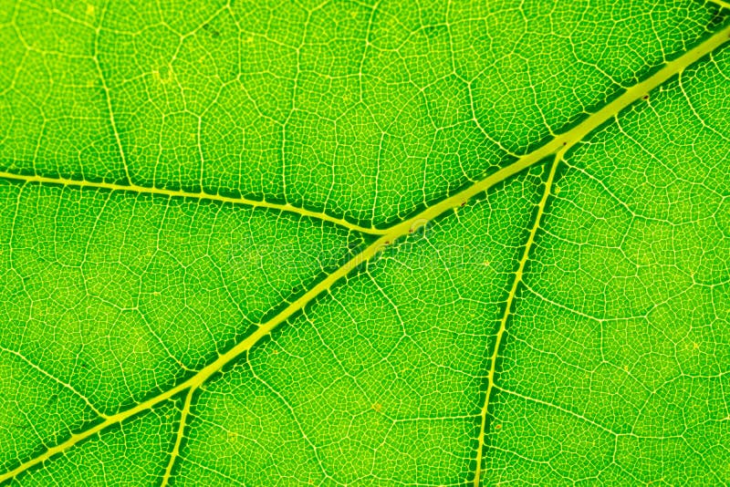 Foliage Background. Leaf Tropic Pattern. Abstract Texture. Natur Stock ...