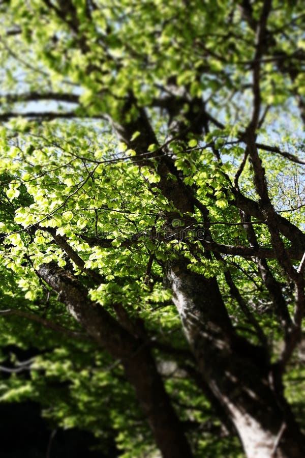 Foliage of Beech Tree in Spring Stock Photo - Image of limb, nerve ...