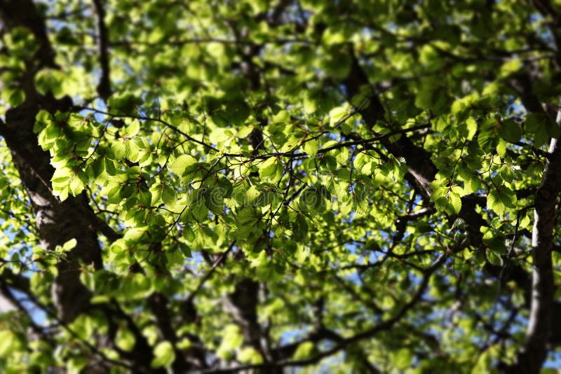 Foliage of Beech Tree in Spring Stock Photo - Image of vegetal, fagus ...