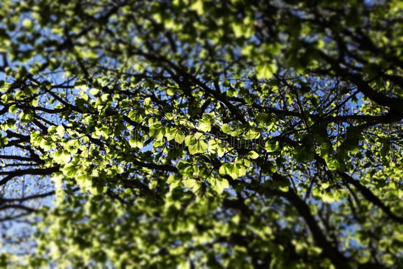 Foliage of Beech Tree in Spring Stock Photo - Image of biodiversity ...