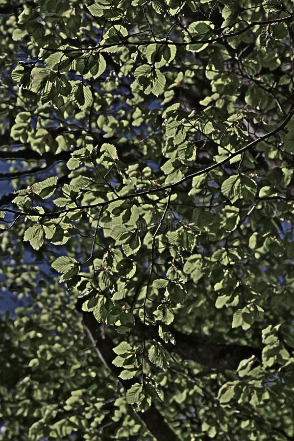 Foliage of Beech Tree in Spring Stock Photo - Image of angiosperms ...