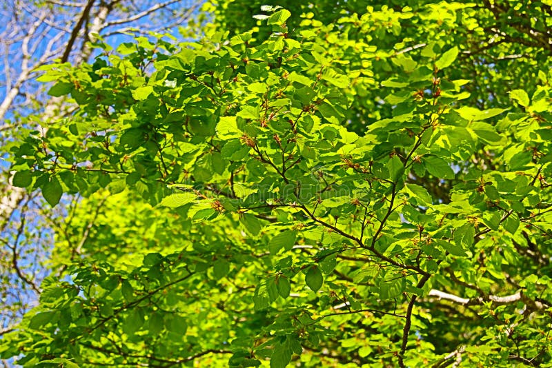 Foliage of Beech Tree in Spring Stock Image - Image of beech, beauty ...