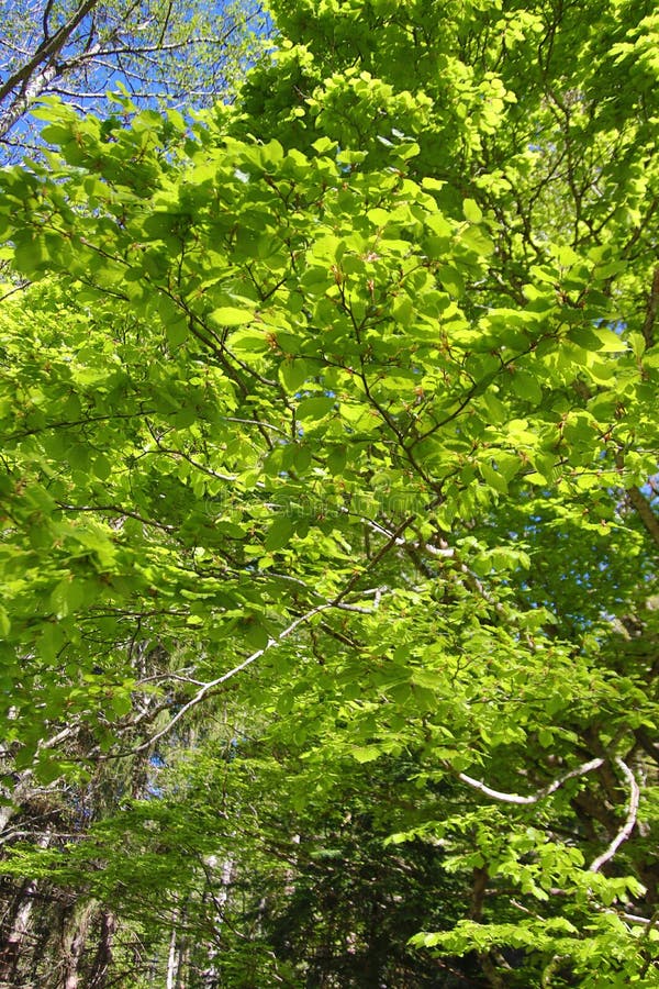 Foliage of Beech Tree in Spring Stock Photo - Image of leaves, nerve ...