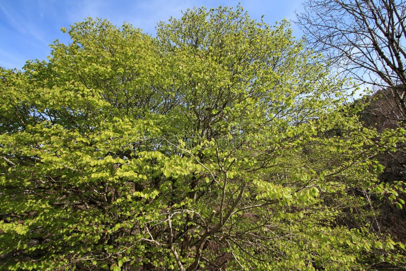 Foliage of Beech Tree in Spring Stock Photo - Image of landscape ...