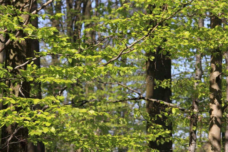 Foliage of Beech Tree in Spring Stock Photo - Image of europe, spring ...