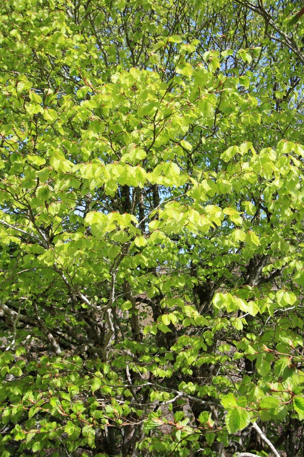 Foliage of Beech Tree in Spring Stock Image - Image of rainforest ...