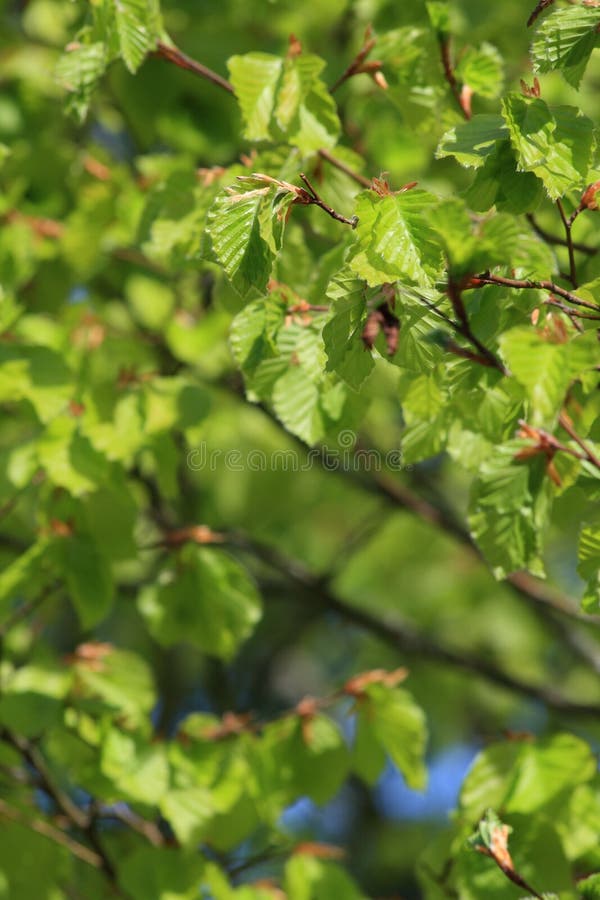 Foliage of Beech Tree in Spring Stock Image - Image of spring, forester ...