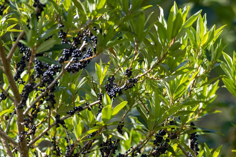 Foliage and Berries of Myrsine Coriacea Stock Image - Image of natural ...