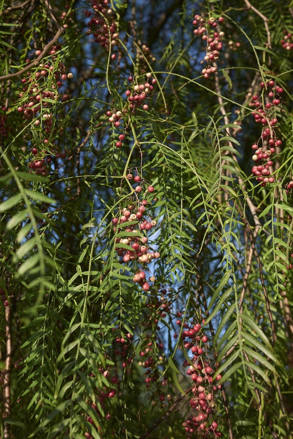 Branch with Pink Fruit of Schinus Molle Tree Stock Image - Image of ...
