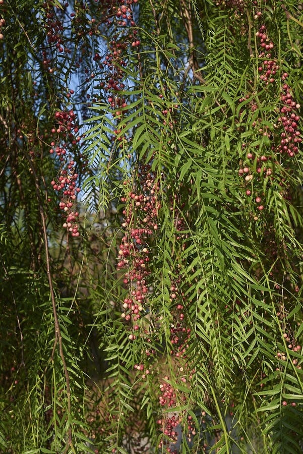 Branch with Pink Fruit of Schinus Molle Tree Stock Photo - Image of ...