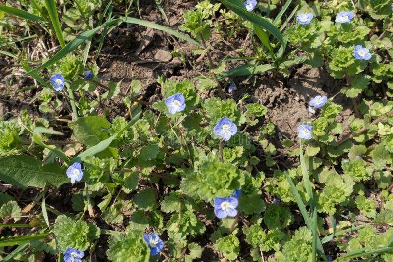 Prostrate Speedwell or Rock Speedwell - Veronica Prostrata Stock Photo ...