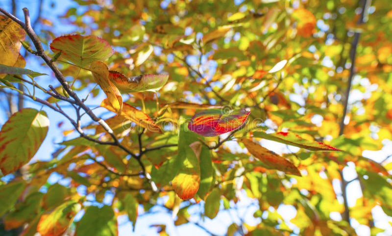Foliage in a Blue Sky in Autumn Colors in Sunlight at Fall Stock Photo ...