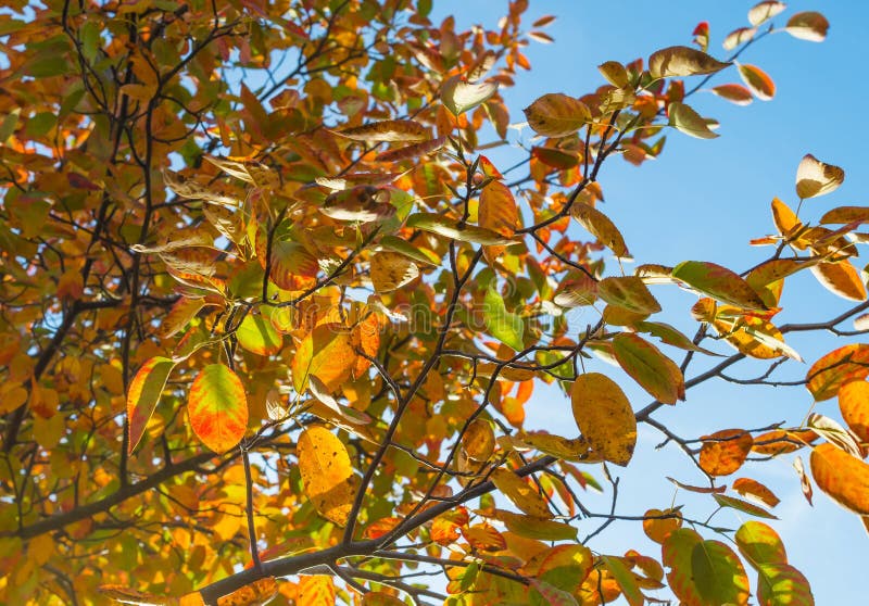 Foliage in a Blue Sky in Autumn Colors in Sunlight at Fall Stock Photo ...
