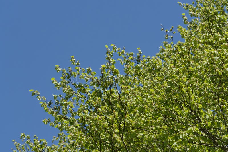 Foliage in the Blue Sky in French Countryside Stock Photo - Image of ...