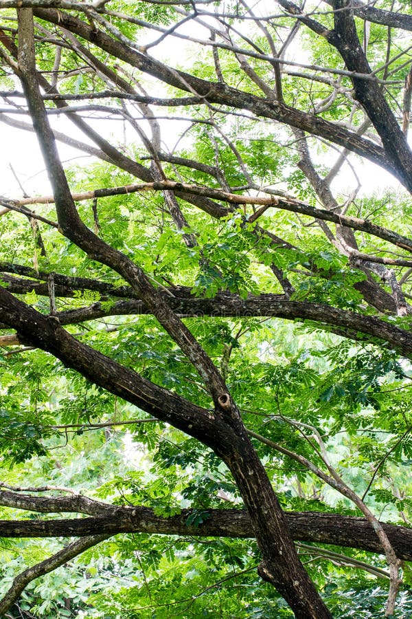 Foliage and Bough of a Green Large Tree Stock Photo - Image of natural ...