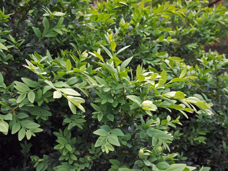 Foliage of boxwood stock photo. Image of bush, buxus - 147629458