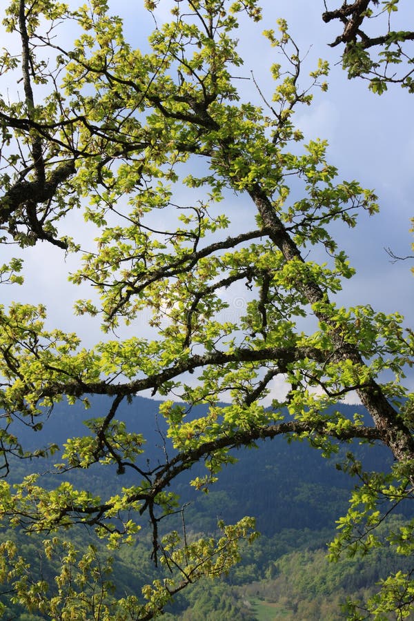Foliage and Branch of Pubescent Oak Tree in Spring Stock Photo - Image ...
